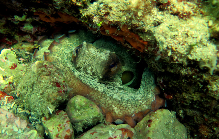 Island Mamula - Peoples Diving Club